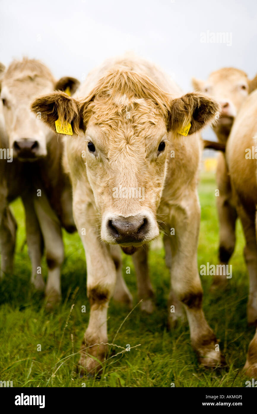 Irish Cows in a Field Stock Photo - Alamy