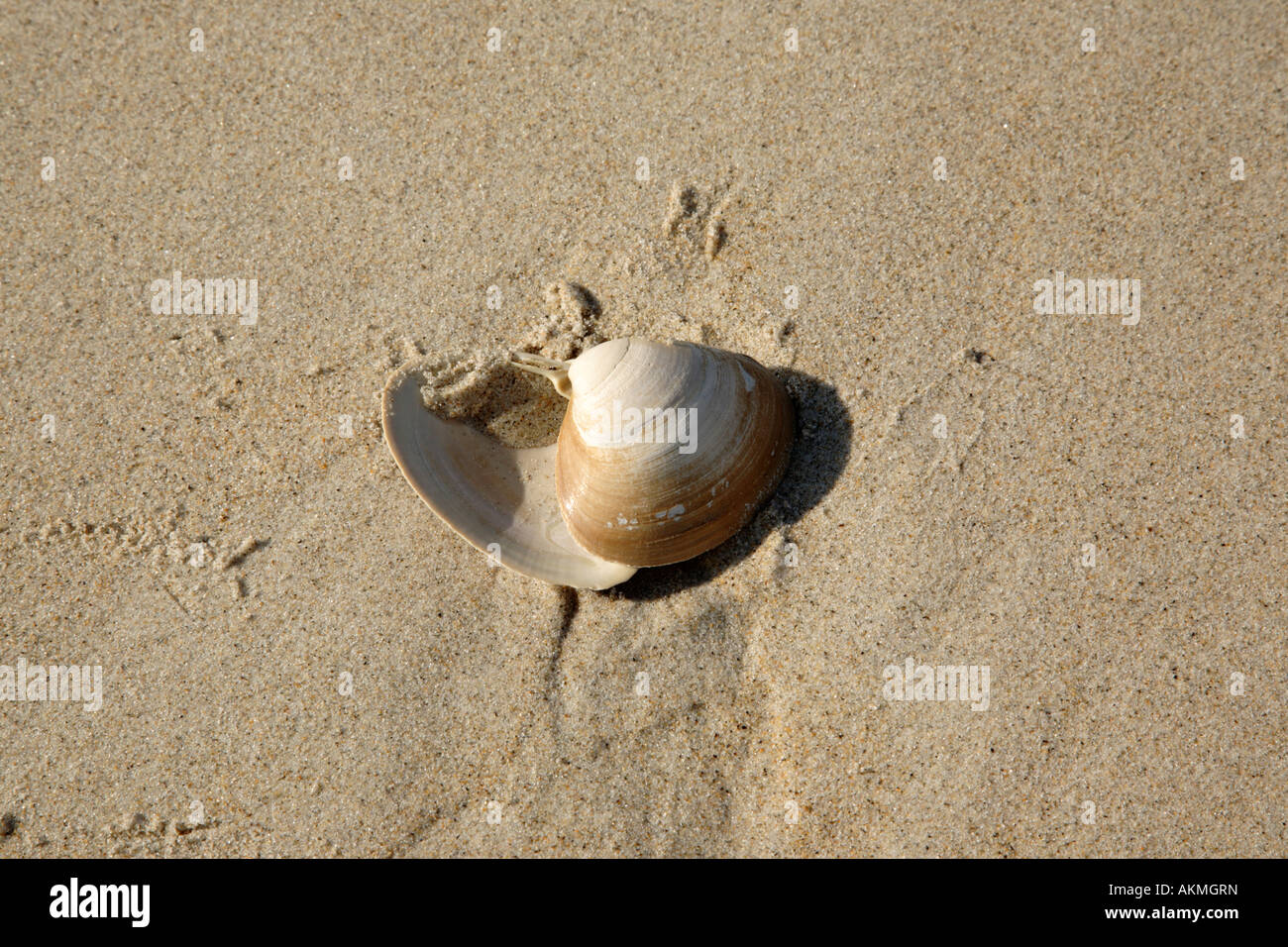 Seashells on the shore Stock Photo - Alamy