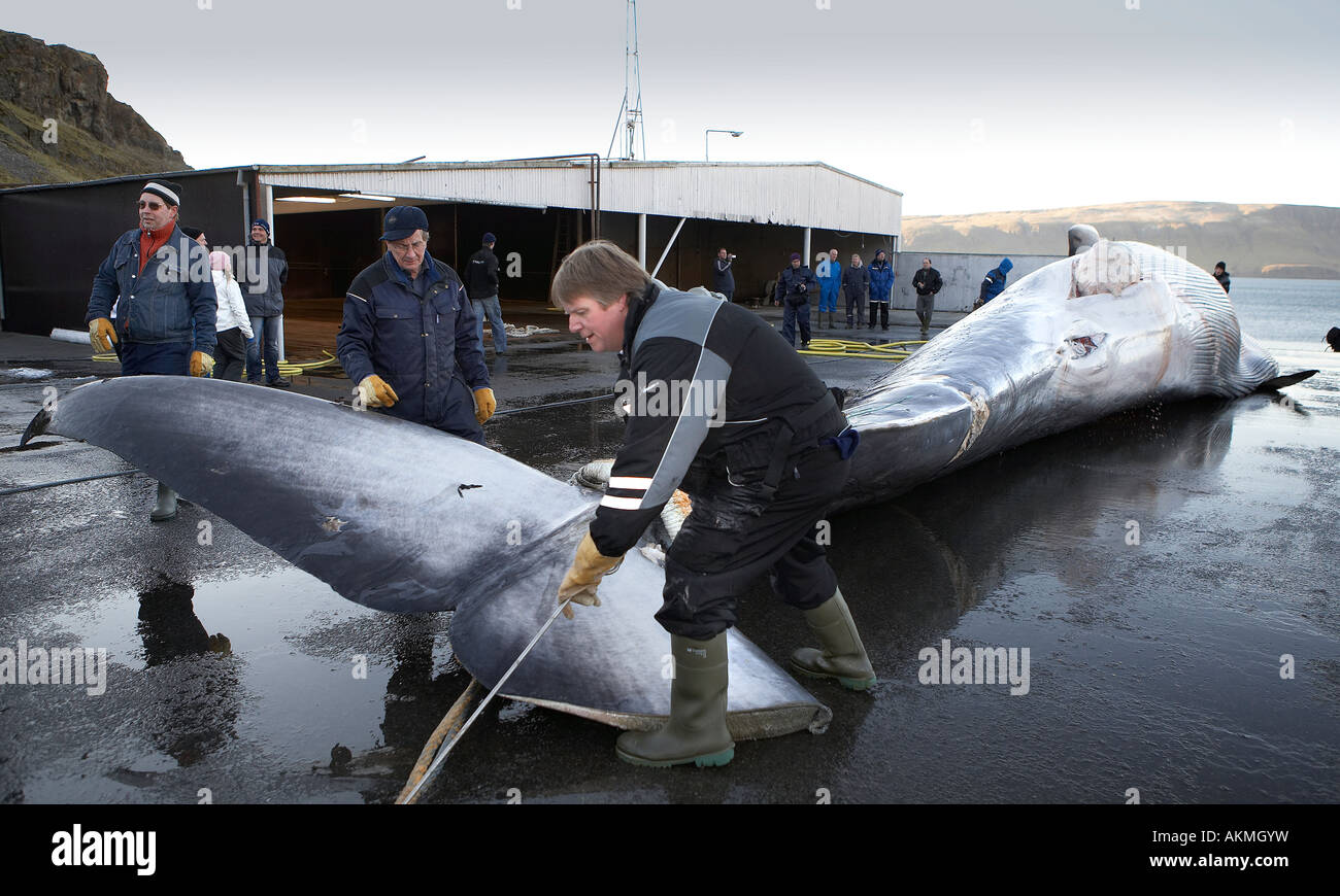 Whaler with Hunted Fin Whale Stock Photo - Alamy