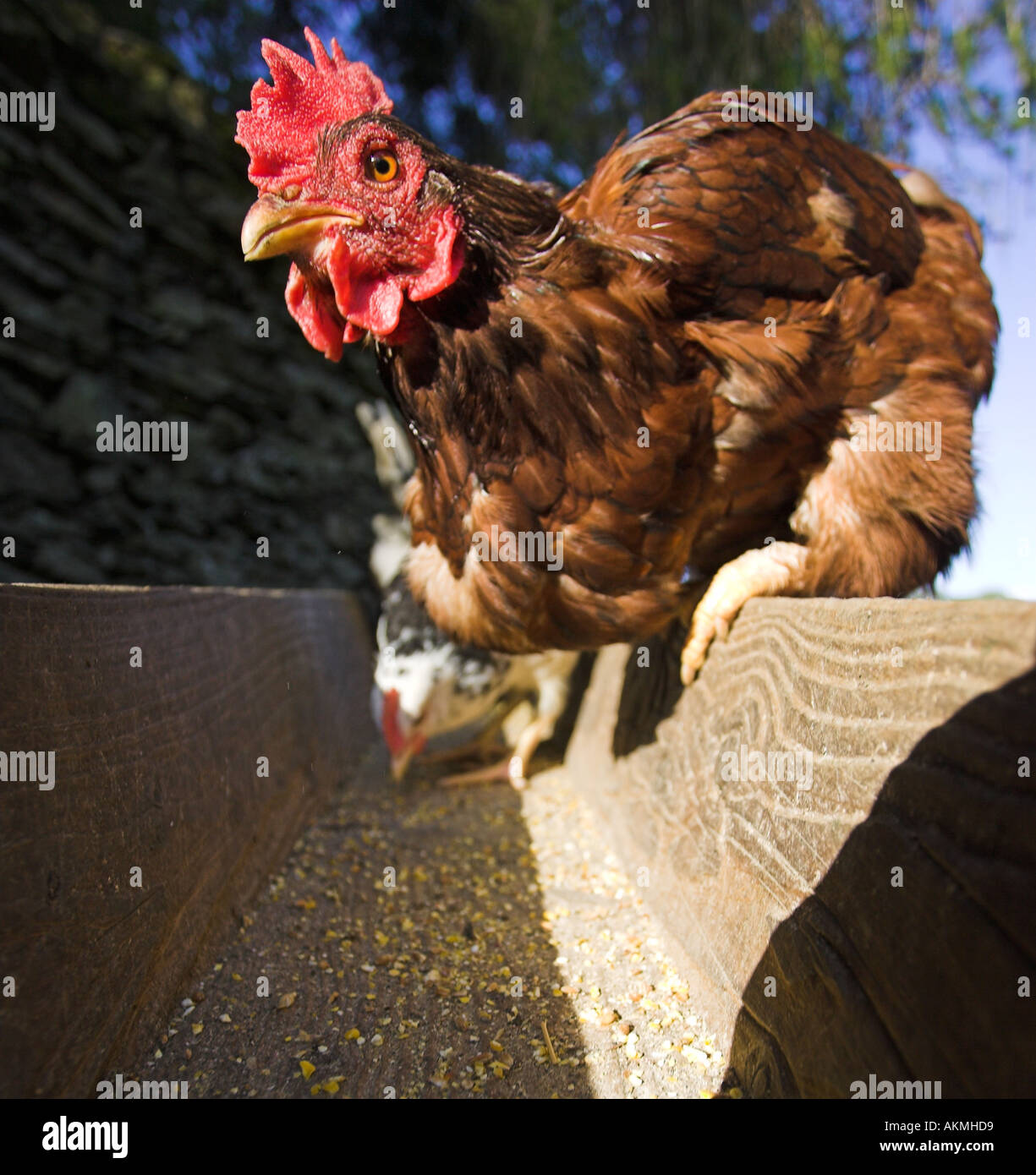 Free Range Chicken Feeding Stock Photo - Alamy
