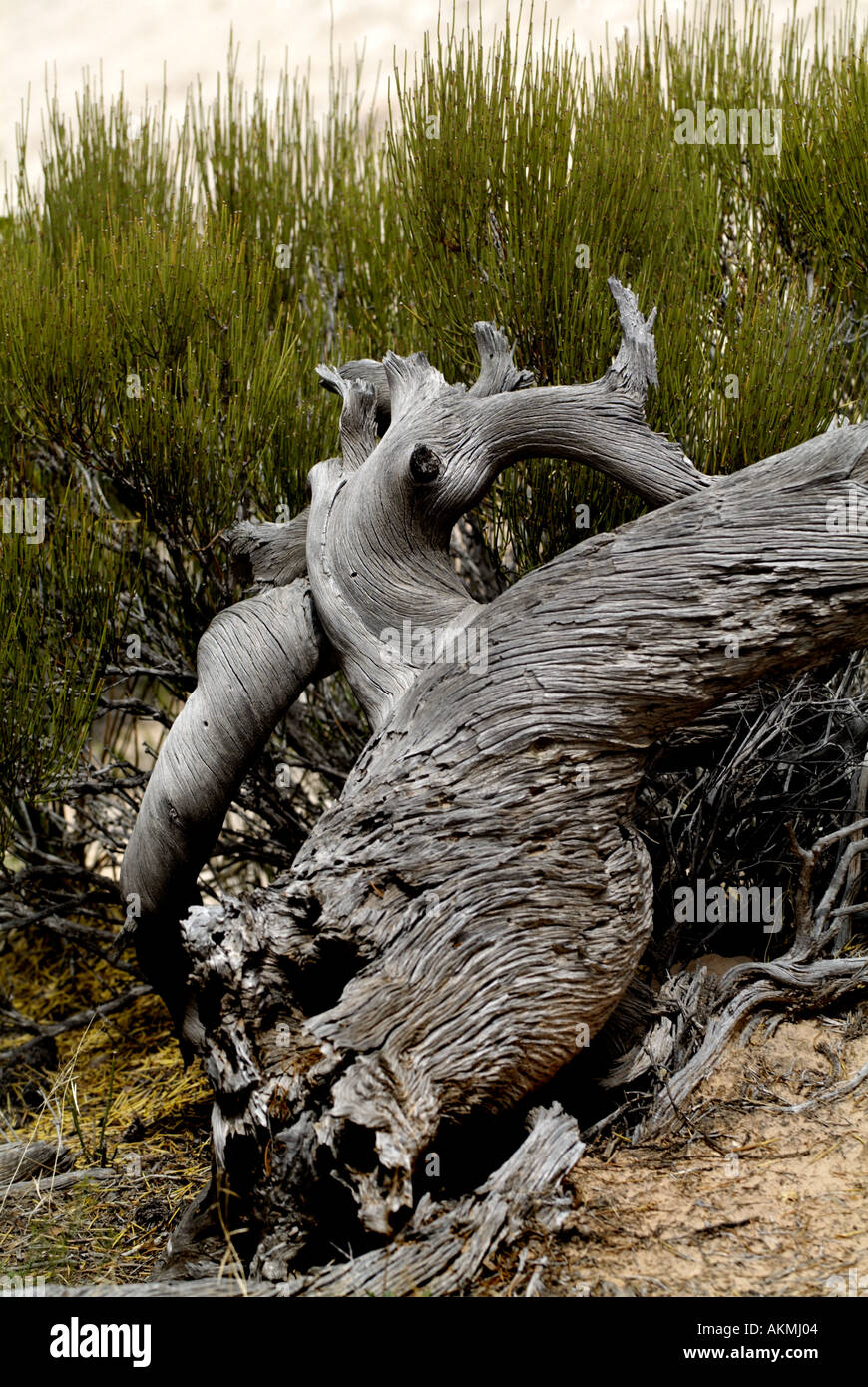 Dead Gray Cedar Stock Photo - Alamy