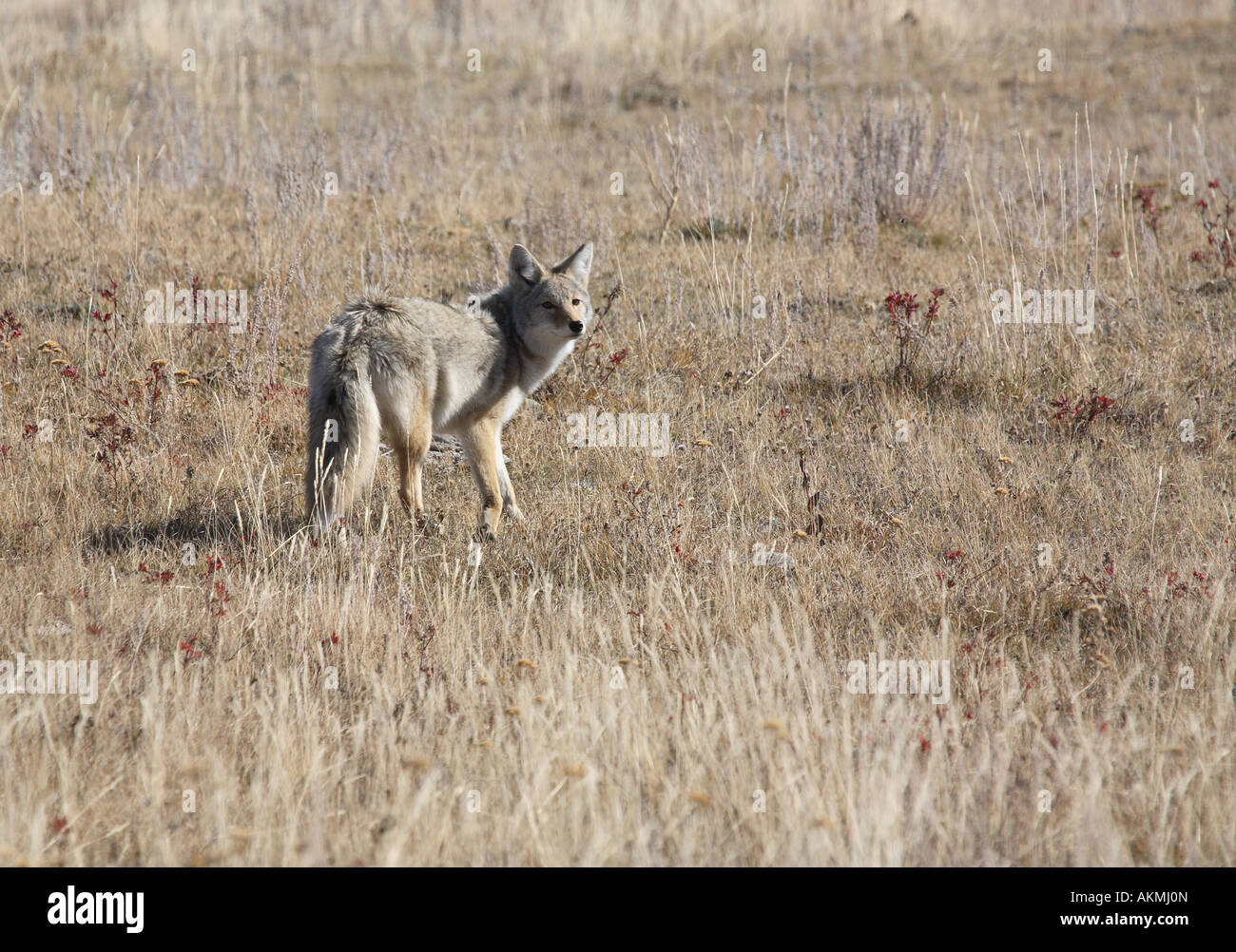 Coyote standing in field Stock Photo - Alamy