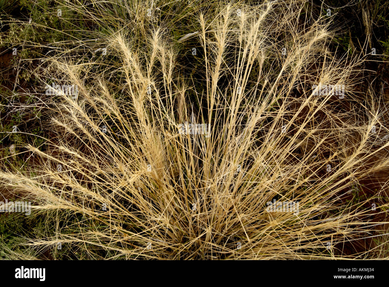 Mesa Verde National Park Grasses Colorado USA Stock Photo - Alamy