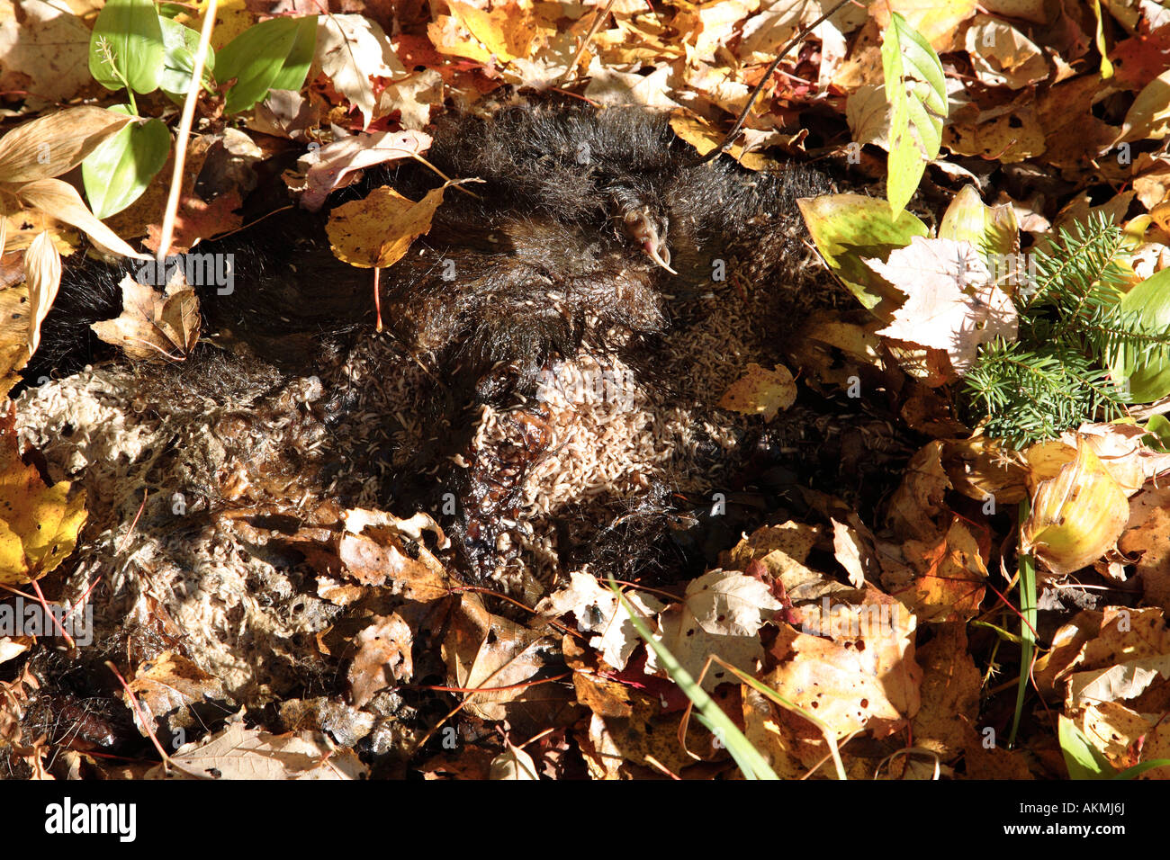 Maggots hi-res stock photography and images - Alamy