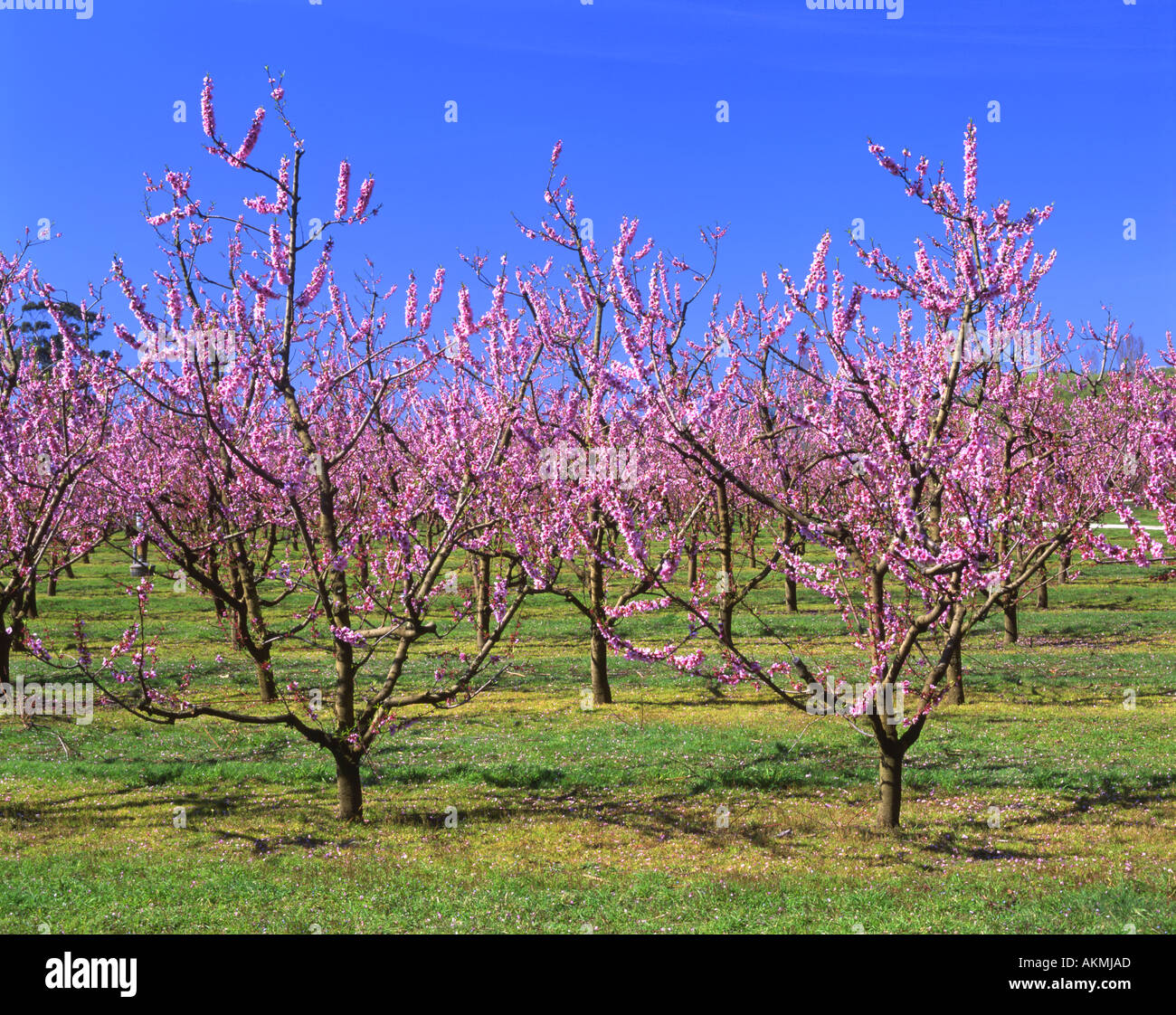 Peach orchard on island hi-res stock photography and images - Alamy