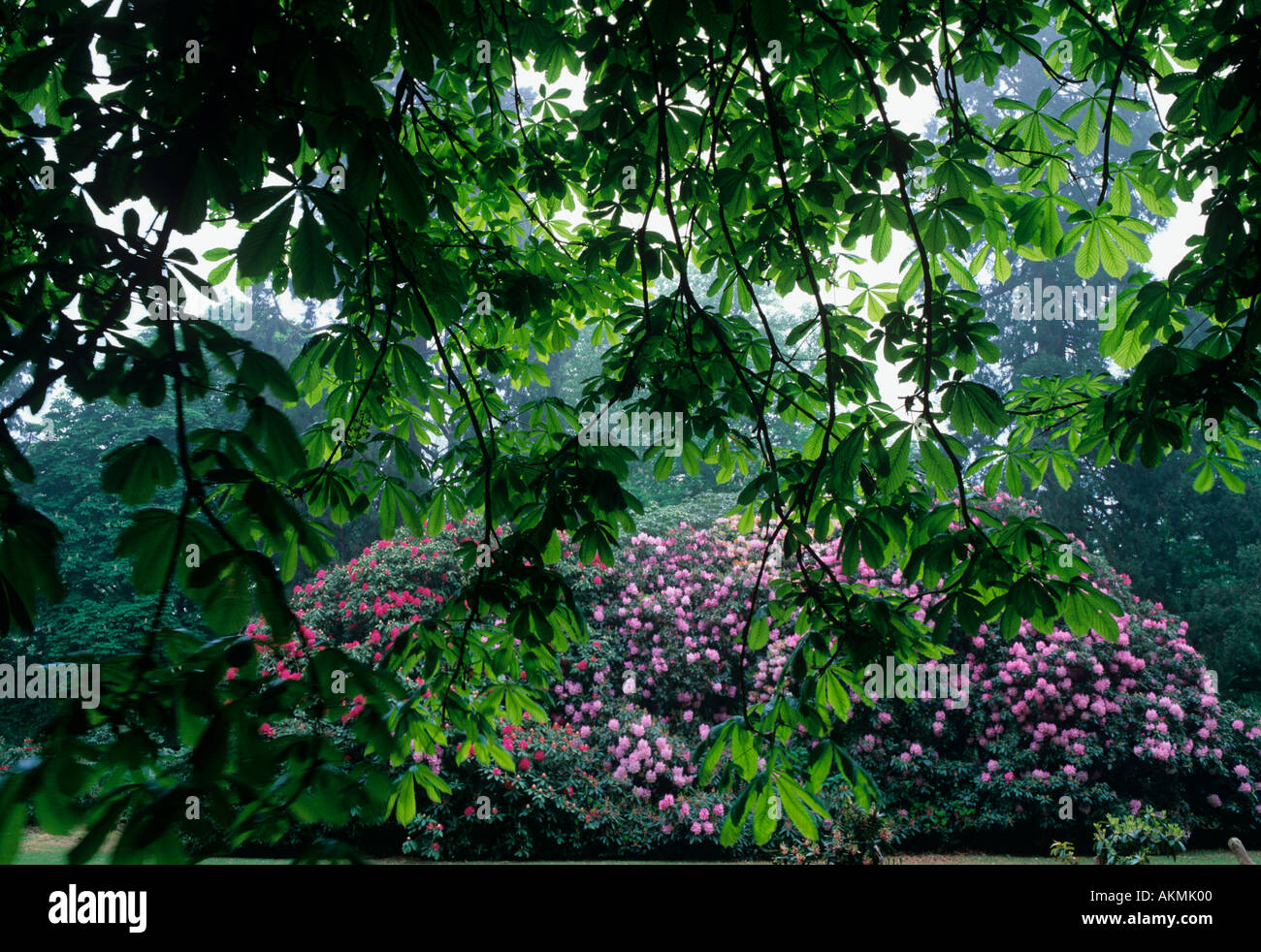 Ashridge house gardens hi-res stock photography and images - Alamy