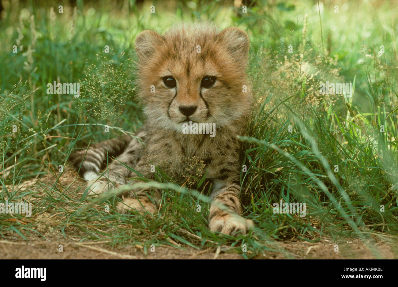 Cheetah Cub Acinonyx jubatus Stock Photo - Alamy