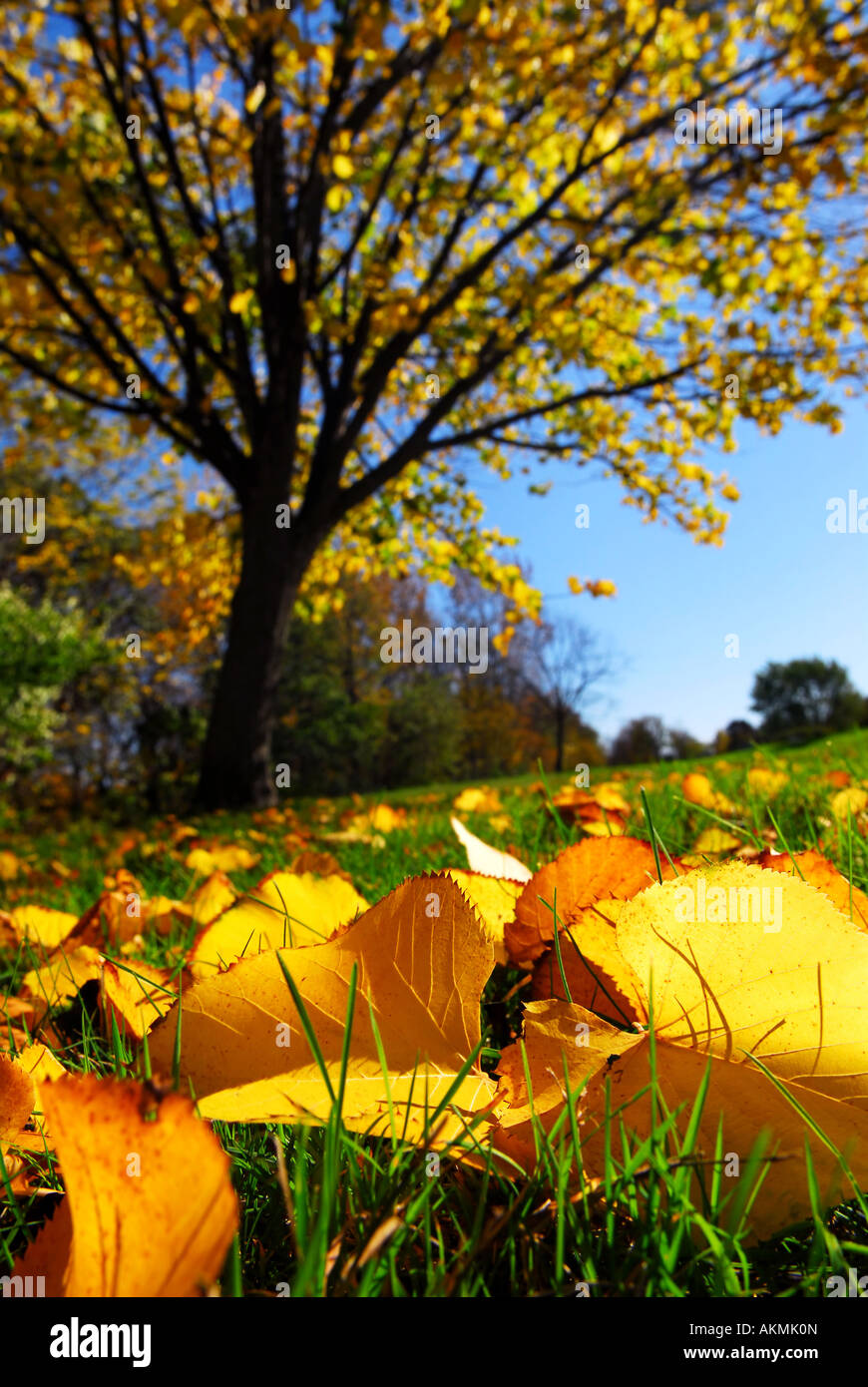 Fall landscape with autumn linden tree and golden leaves on the ground ...