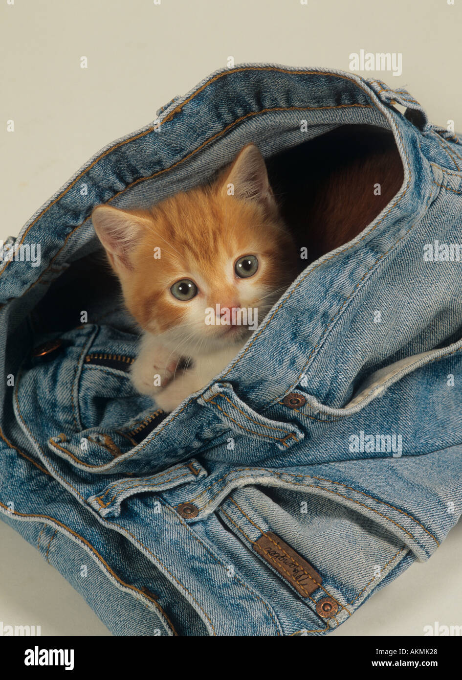 Ginger Kitten in Blue Jeans Stock Photo - Alamy
