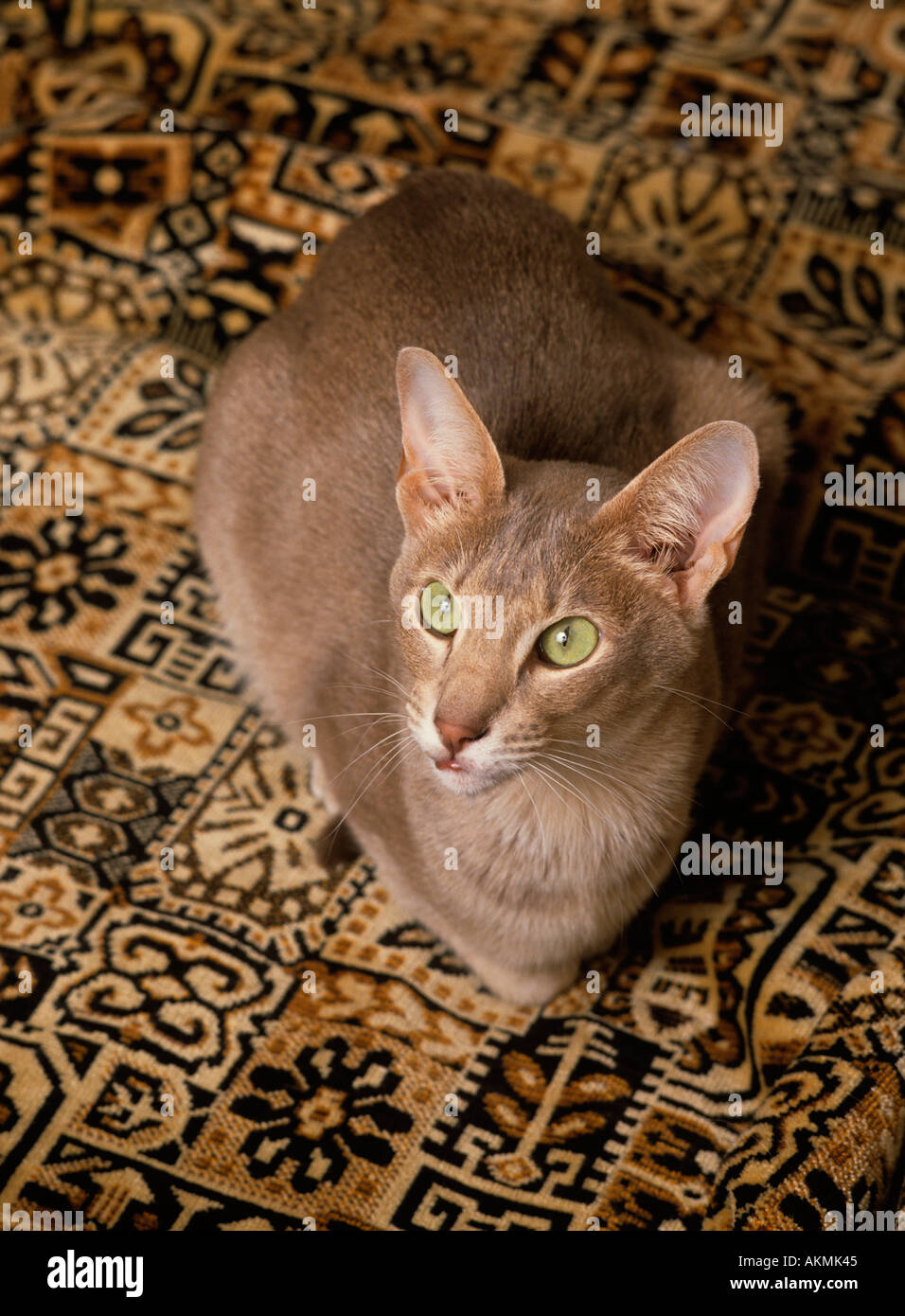 Oriental Cinnaman Tricoloured Tabby Cat Stock Photo - Alamy
