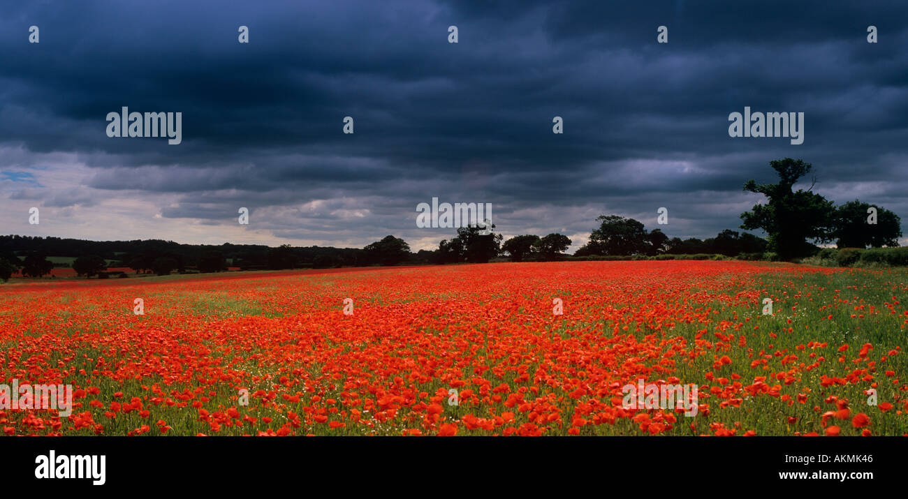 Poppies & Stormy Sky Norfolk UK Stock Photo - Alamy