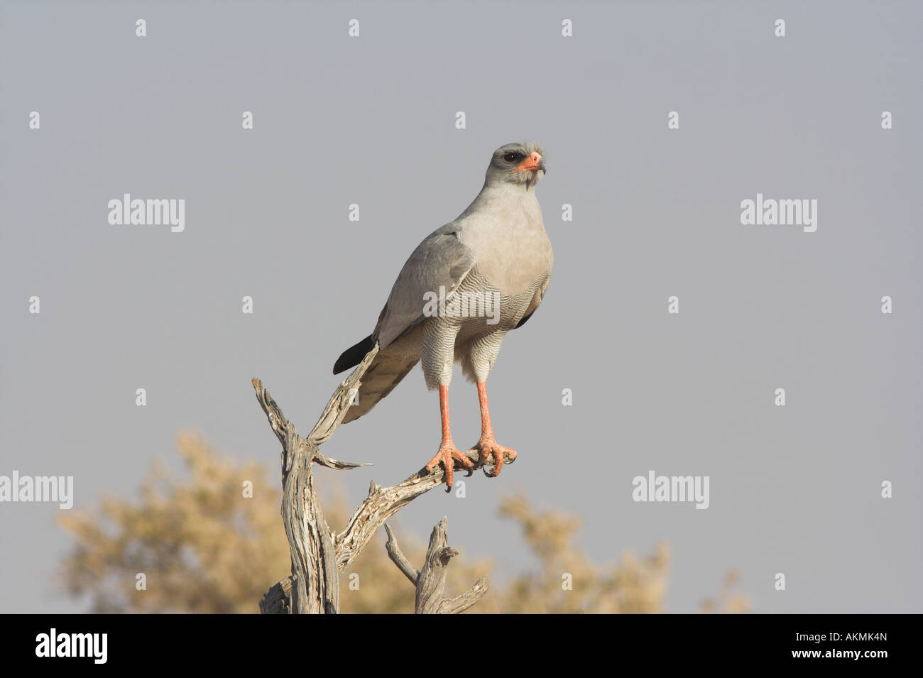 Goshawks of south africa hi-res stock photography and images - Alamy