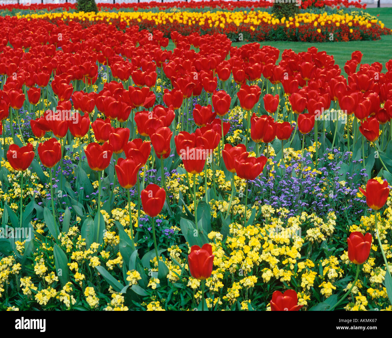 Buckingham Palace In Spring Tulips High Resolution Stock Photography ...