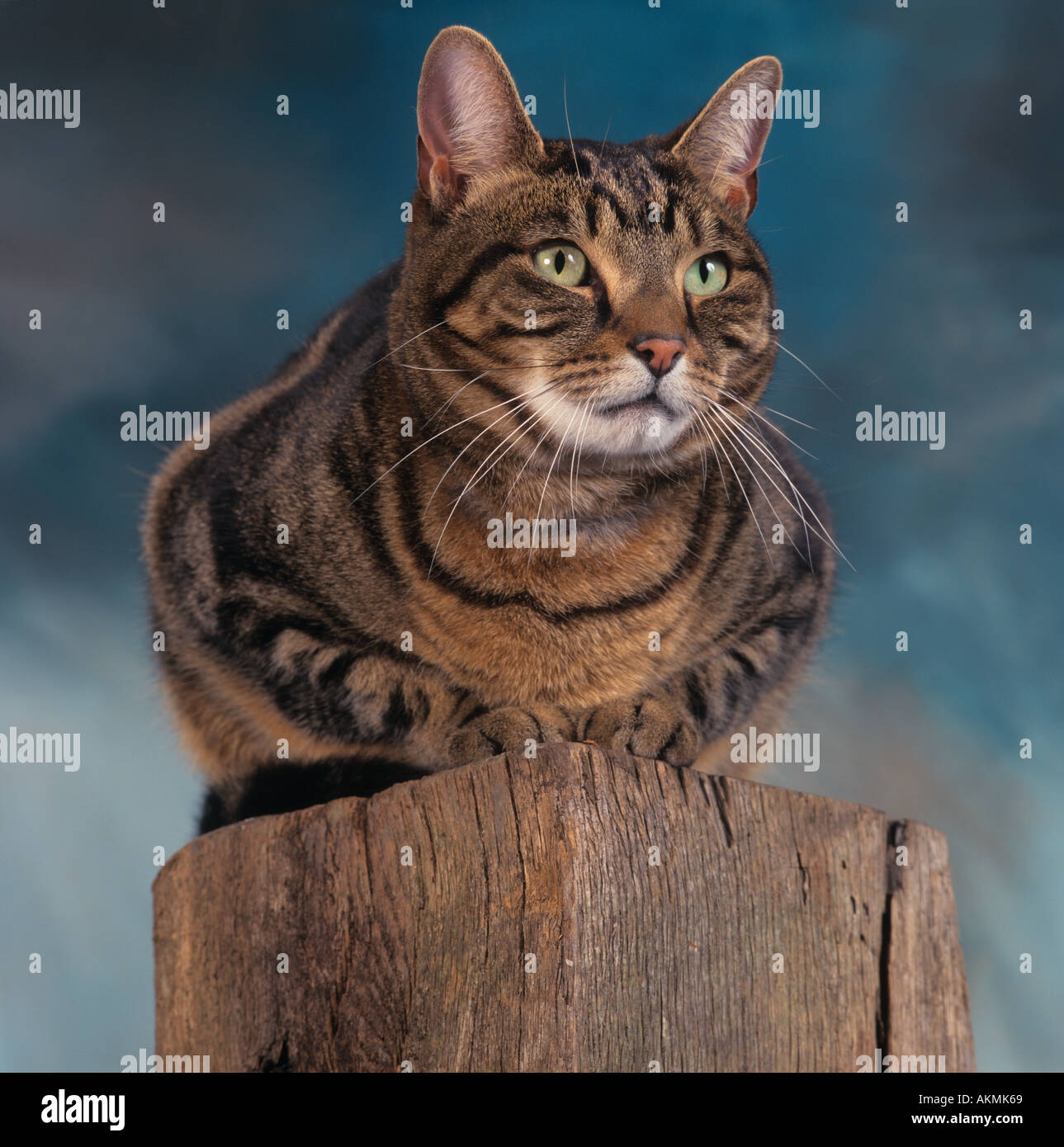 Adult Tabby Cat Percy Stock Photo - Alamy