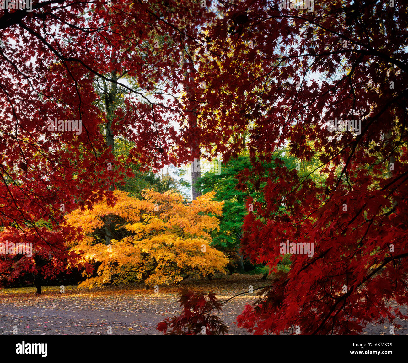 Maples in full autumn leaf at Westonbirt Arboretum Gloucestershire ...