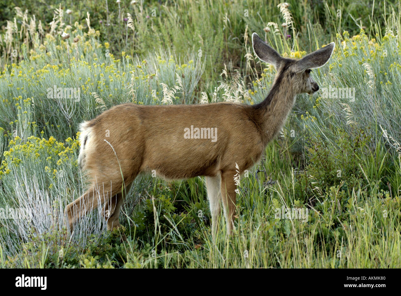 Deer at Mesa Verde National Park Colorado USA Stock Photo - Alamy
