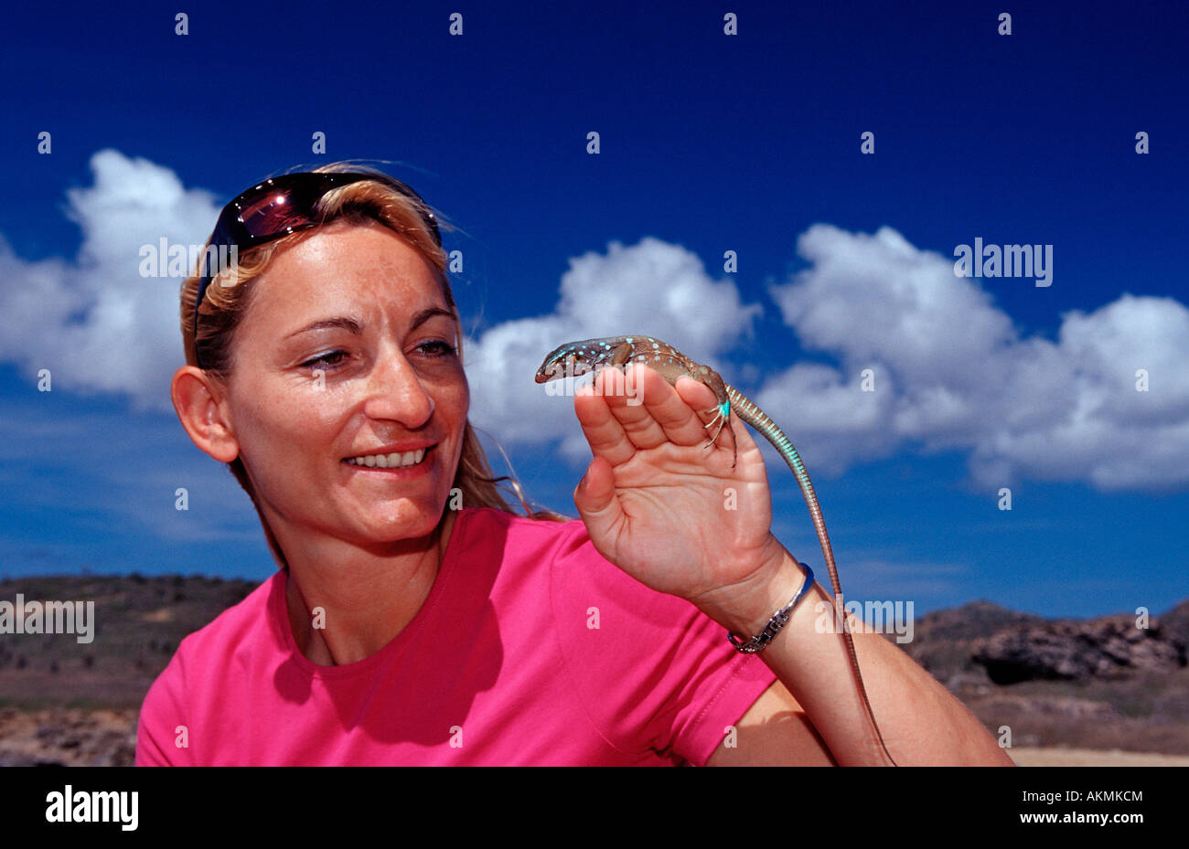 Tourist and Blue whiptail lizard Cnemidophorus murinus ruthveni ...
