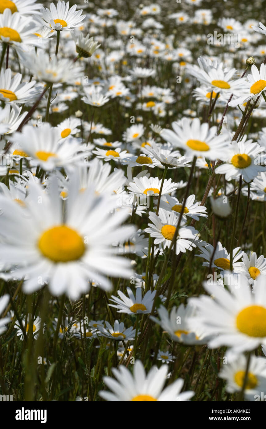 Mass of ox eye daisies by Dorset roadside Stock Photo - Alamy