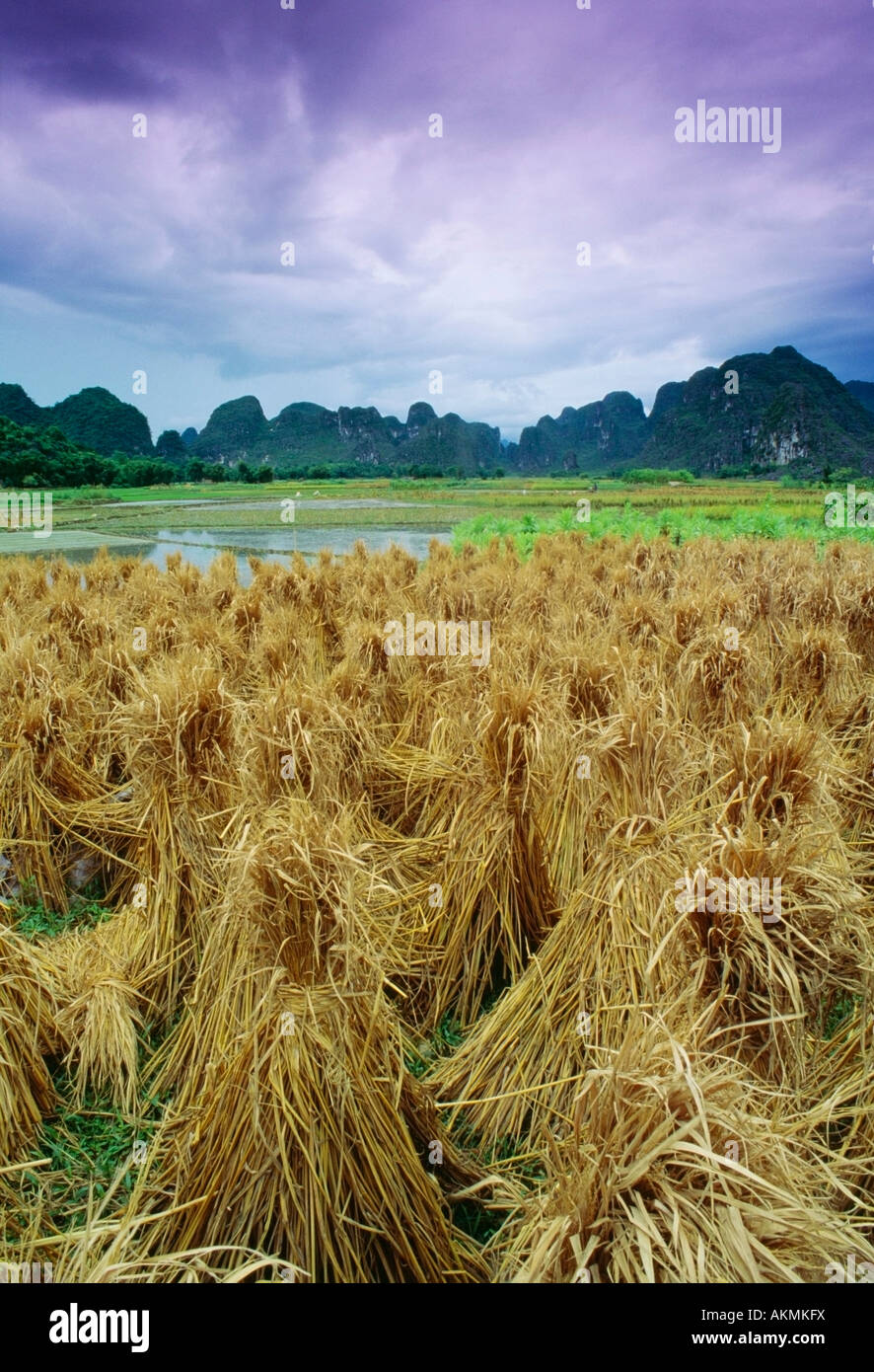 Rice stacks, Guangxi, China Stock Photo - Alamy