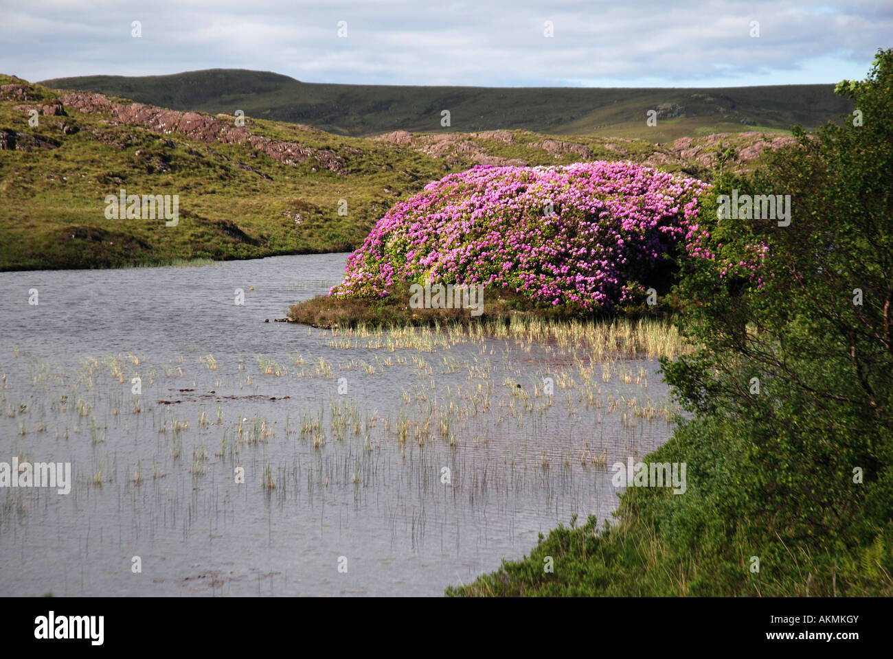 Rock in lake covered by blooming Rhododendron, nw Highland Scotland ...