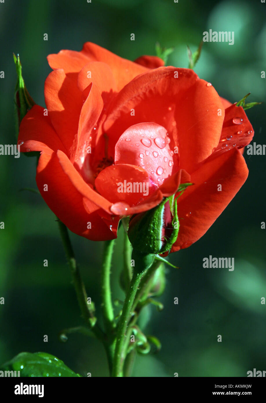 Floribunda rose gardening hi-res stock photography and images - Alamy