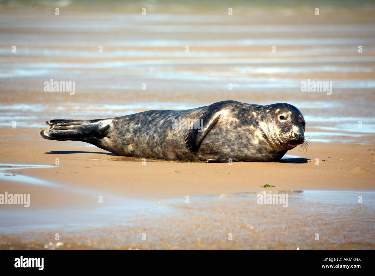Common seal norfolk cute hi-res stock photography and images - Alamy