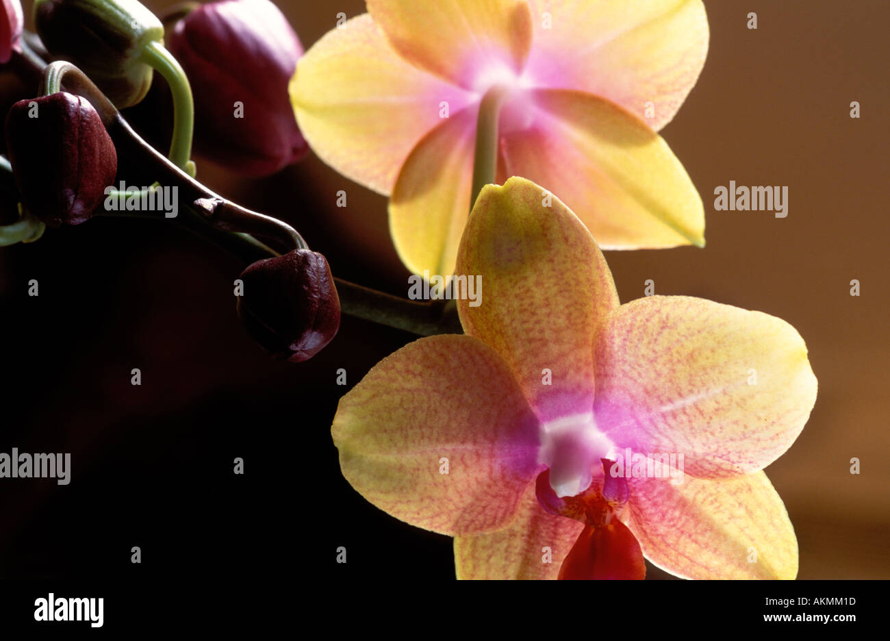Golden yellow spotted orchid hi-res stock photography and images - Alamy