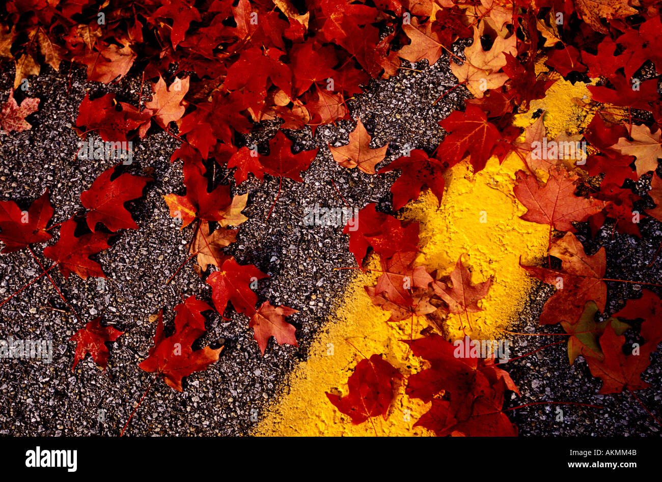 Red Fall Leaves on Parking Lot Striped Pavement Stock Photo - Alamy
