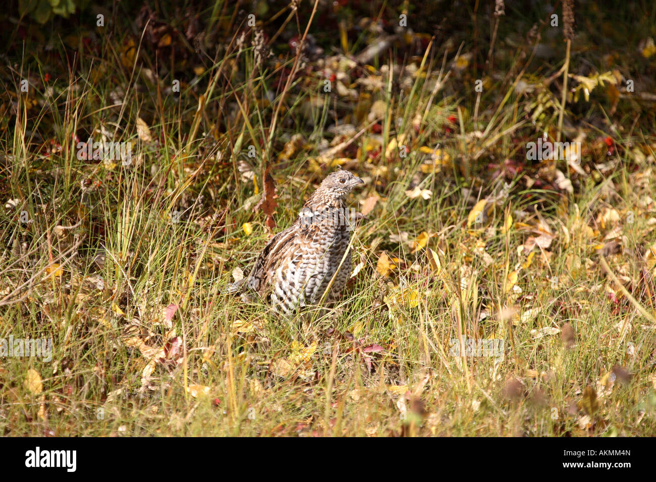 Ruffed Grouse beside an Alberta road Stock Photo - Alamy