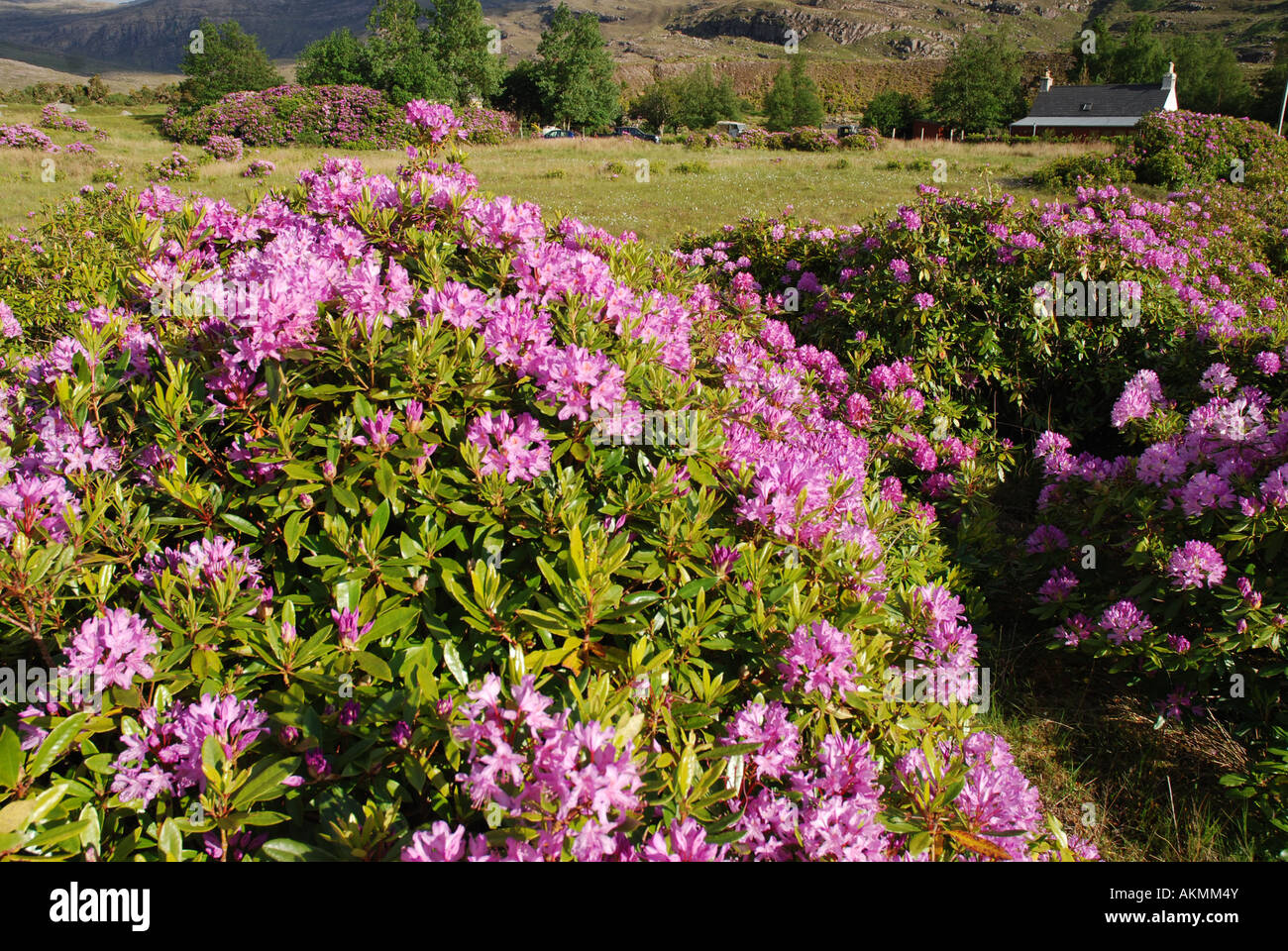 Rhododendron blooming, Torridon, northwest Highland, Scotland Stock Photo - Alamy