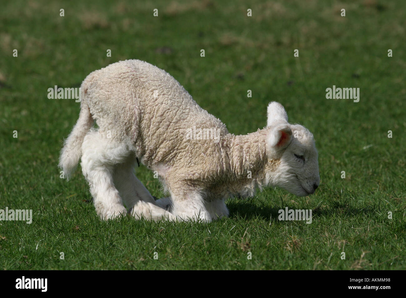 Lamb cuddle hi-res stock photography and images - Alamy