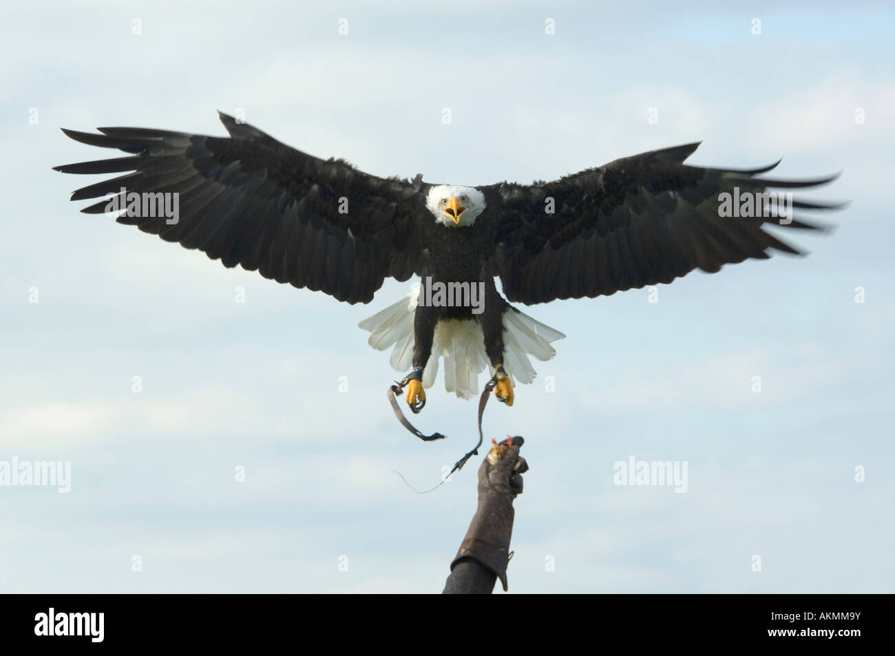 Bald Eagle (Haliaeetus leucocephalus) flies back to handler waiting ...