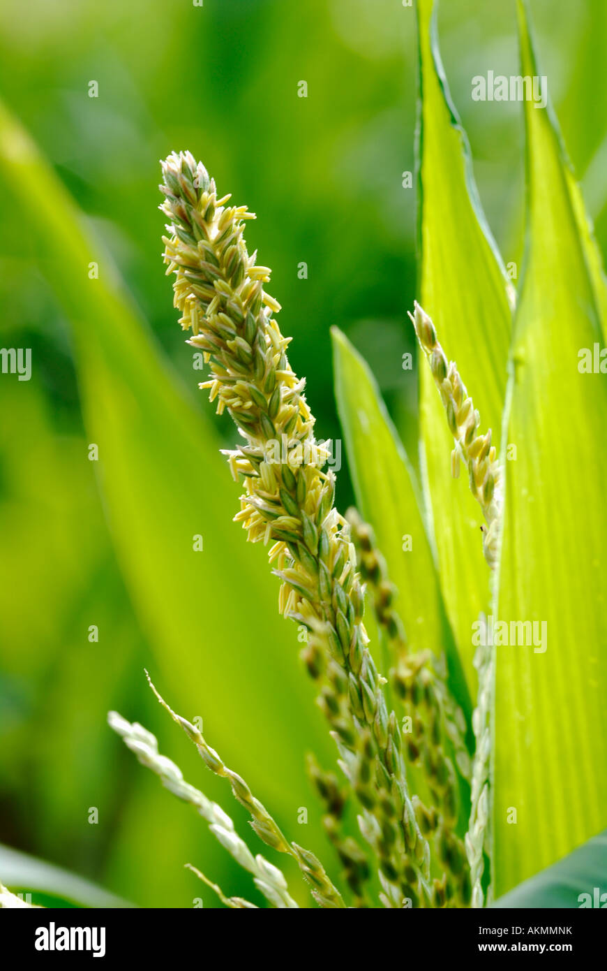 Top tassel hi-res stock photography and images - Alamy