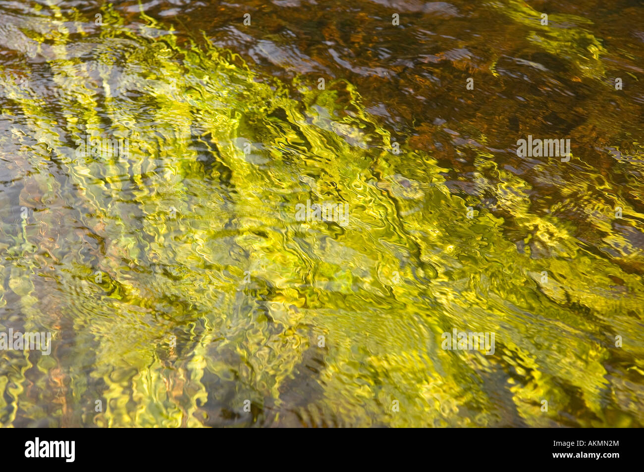 Water plants in the flow of the Riviere du Diable Mont tremblant ...