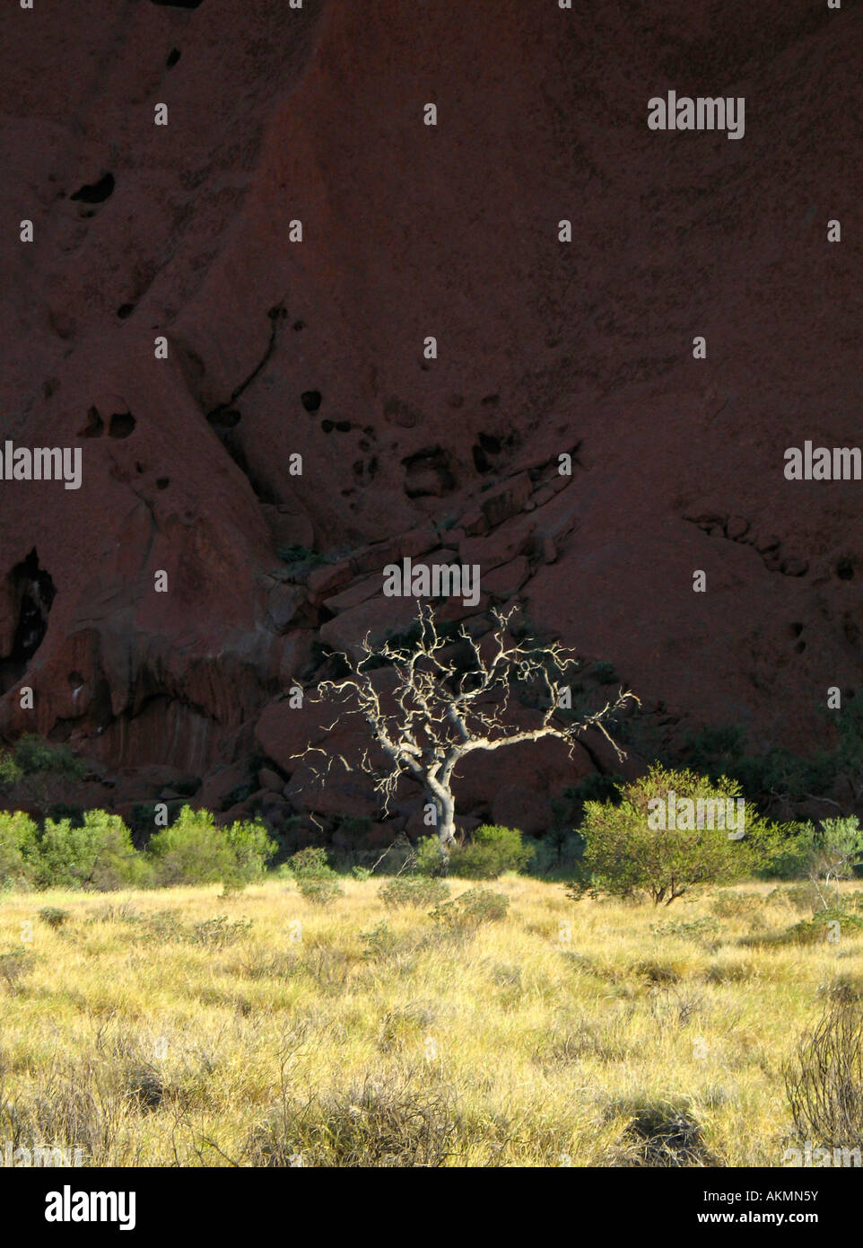 lone tree in front of uluru Stock Photo - Alamy