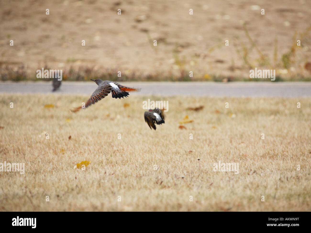 Northern Flickers in flight Stock Photo - Alamy