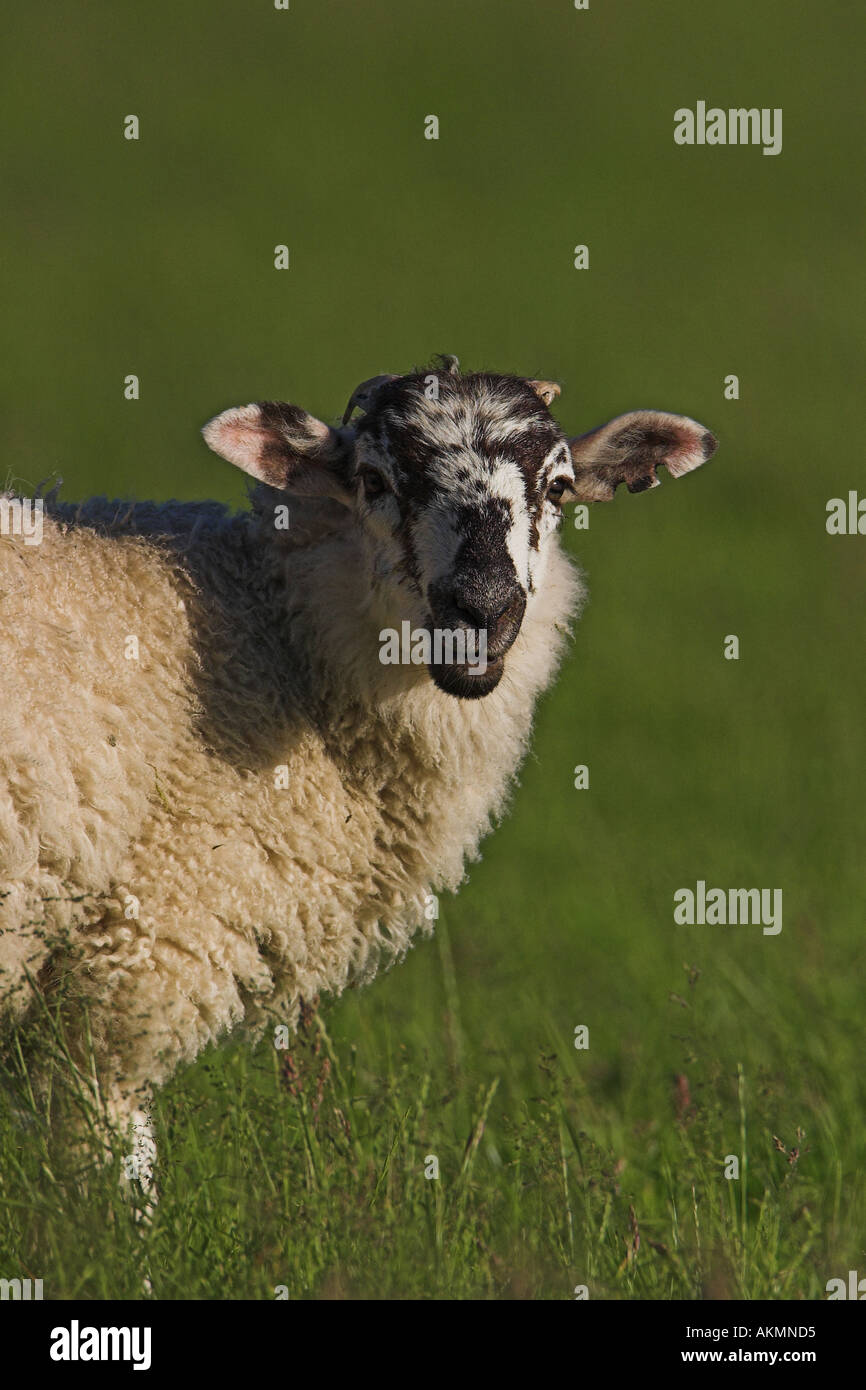 sheep standing up Stock Photo - Alamy