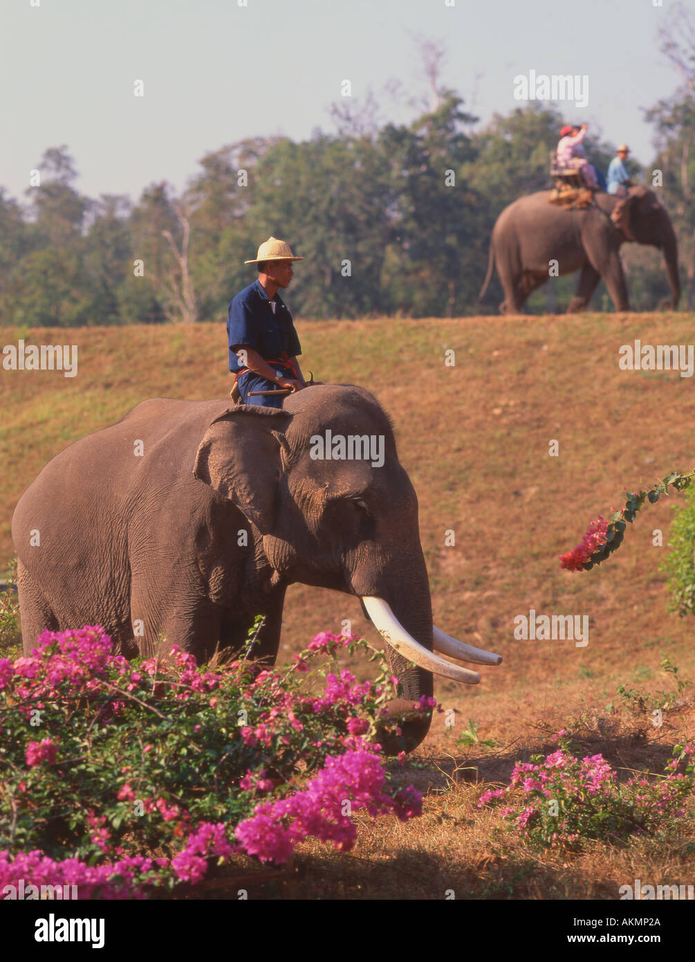 Thailand Lampang elephant Stock Photo - Alamy