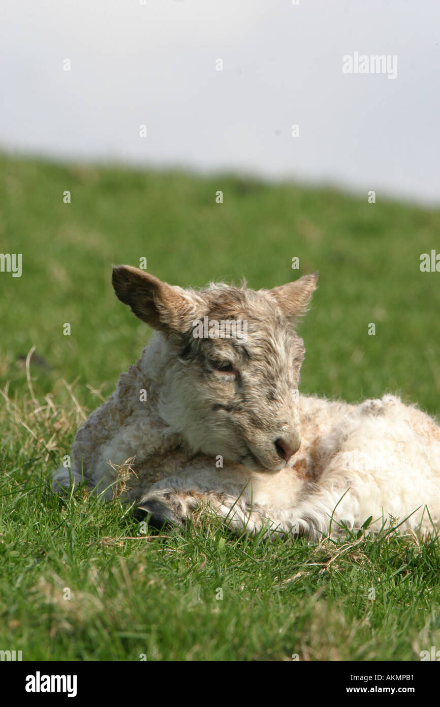 Its not gonna lick itself hi-res stock photography and images - Alamy