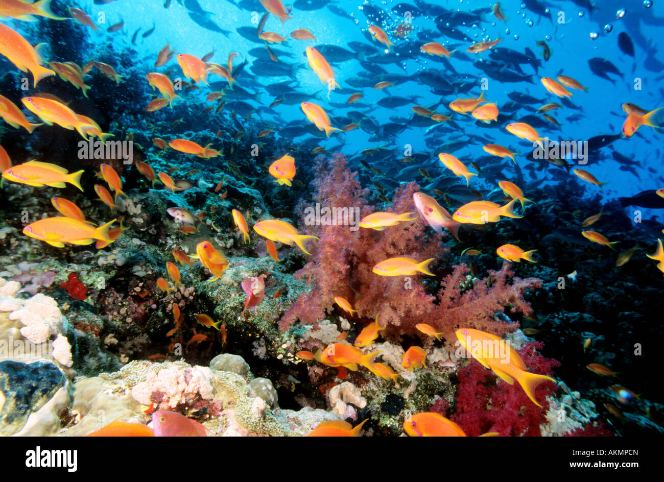Egypt, Red Sea Stock Photo - Alamy