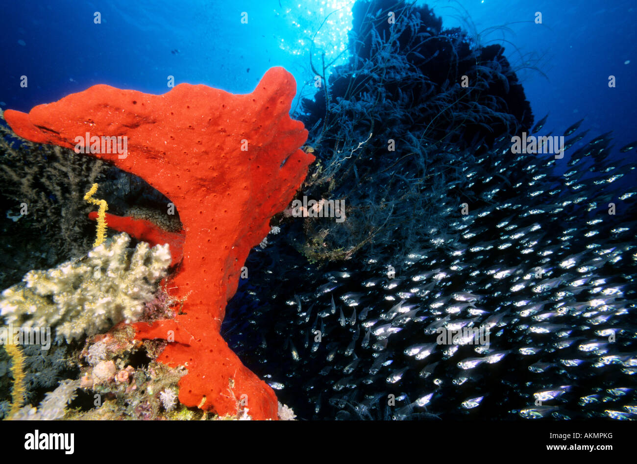 Egypt, Red Sea, red sponge and glass fishes Stock Photo - Alamy