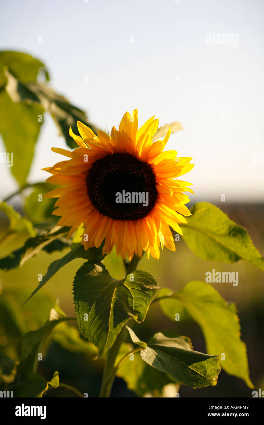 Sunflower stem and petals hi-res stock photography and images - Alamy