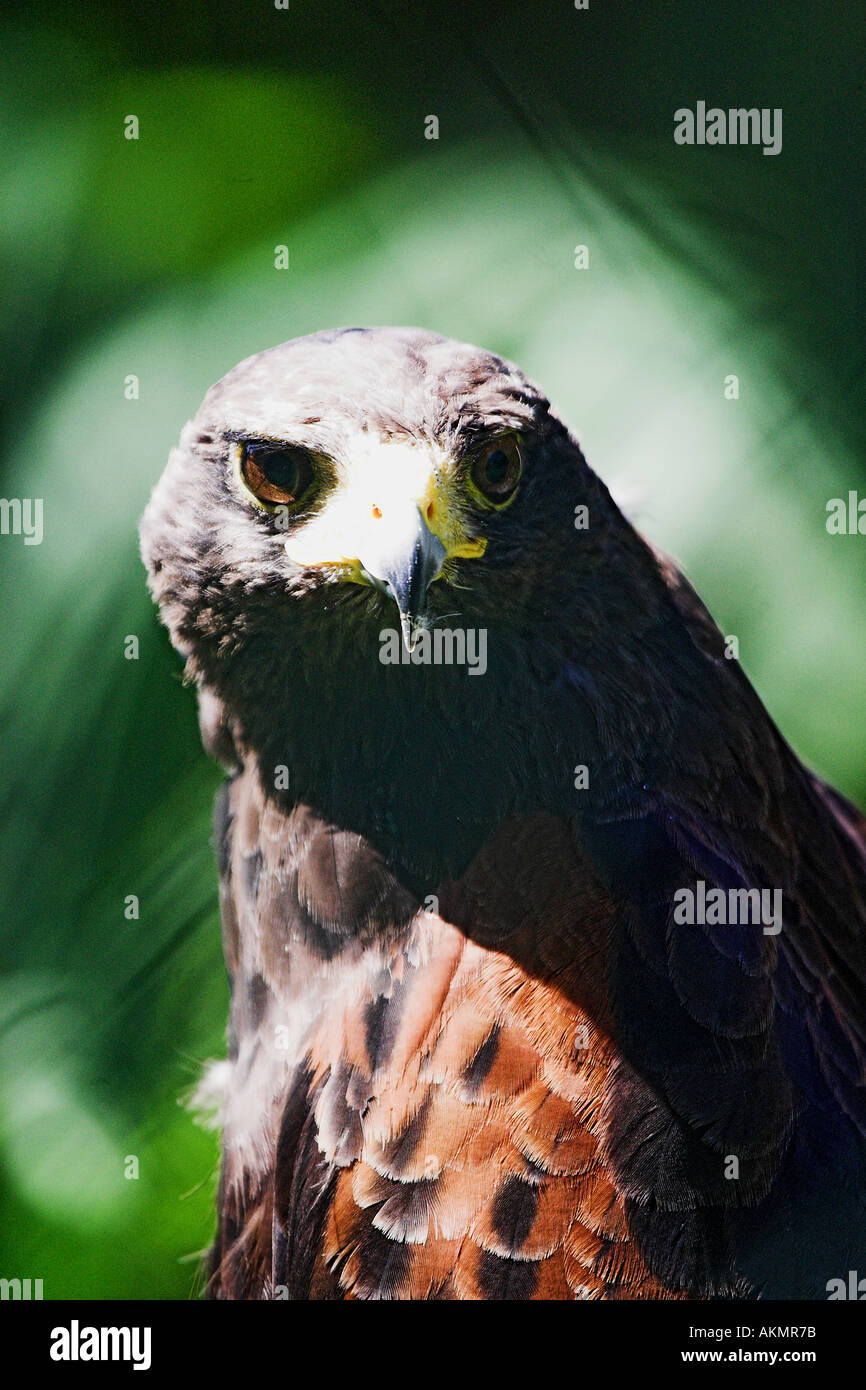 Hawk hunting middle ages hi-res stock photography and images - Alamy