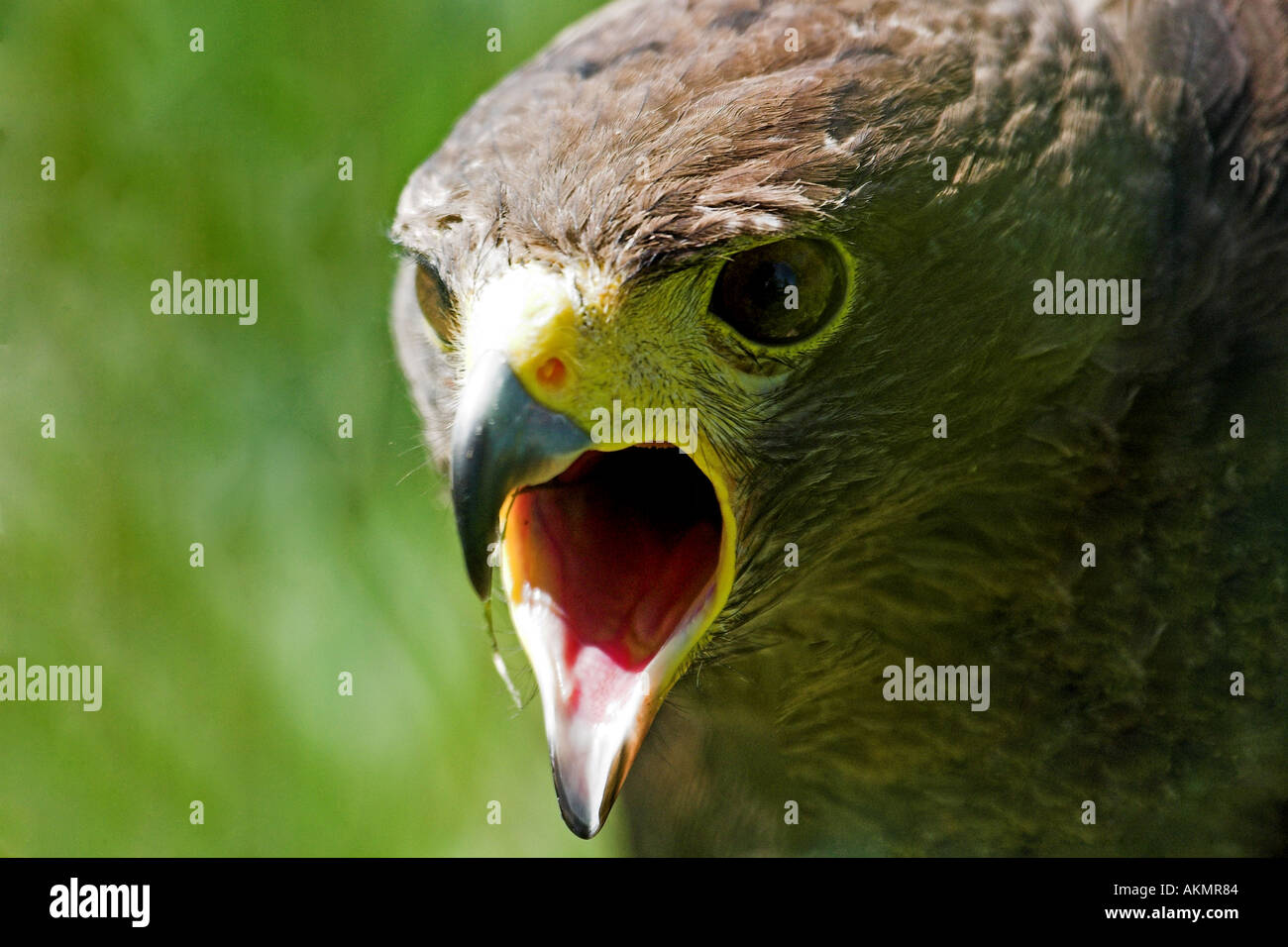 Amber harris hi-res stock photography and images - Alamy