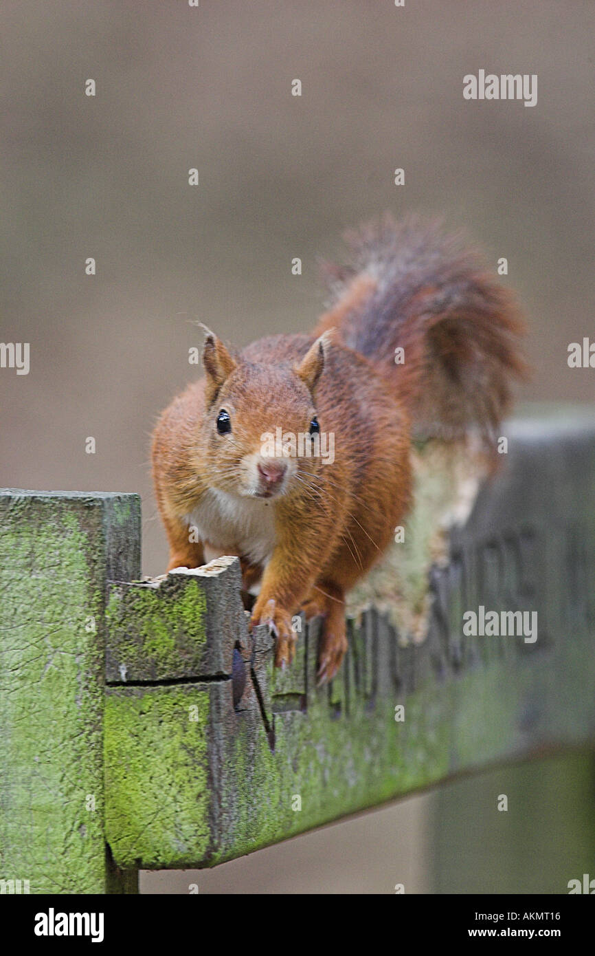 red squireel on a sign Stock Photo - Alamy