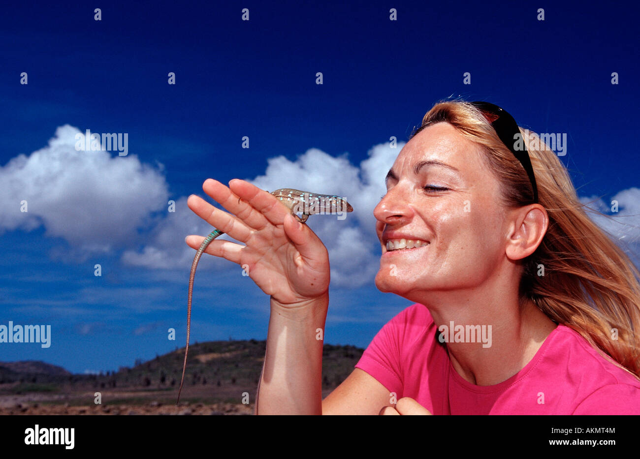Blue whiptail lizard hi-res stock photography and images - Alamy