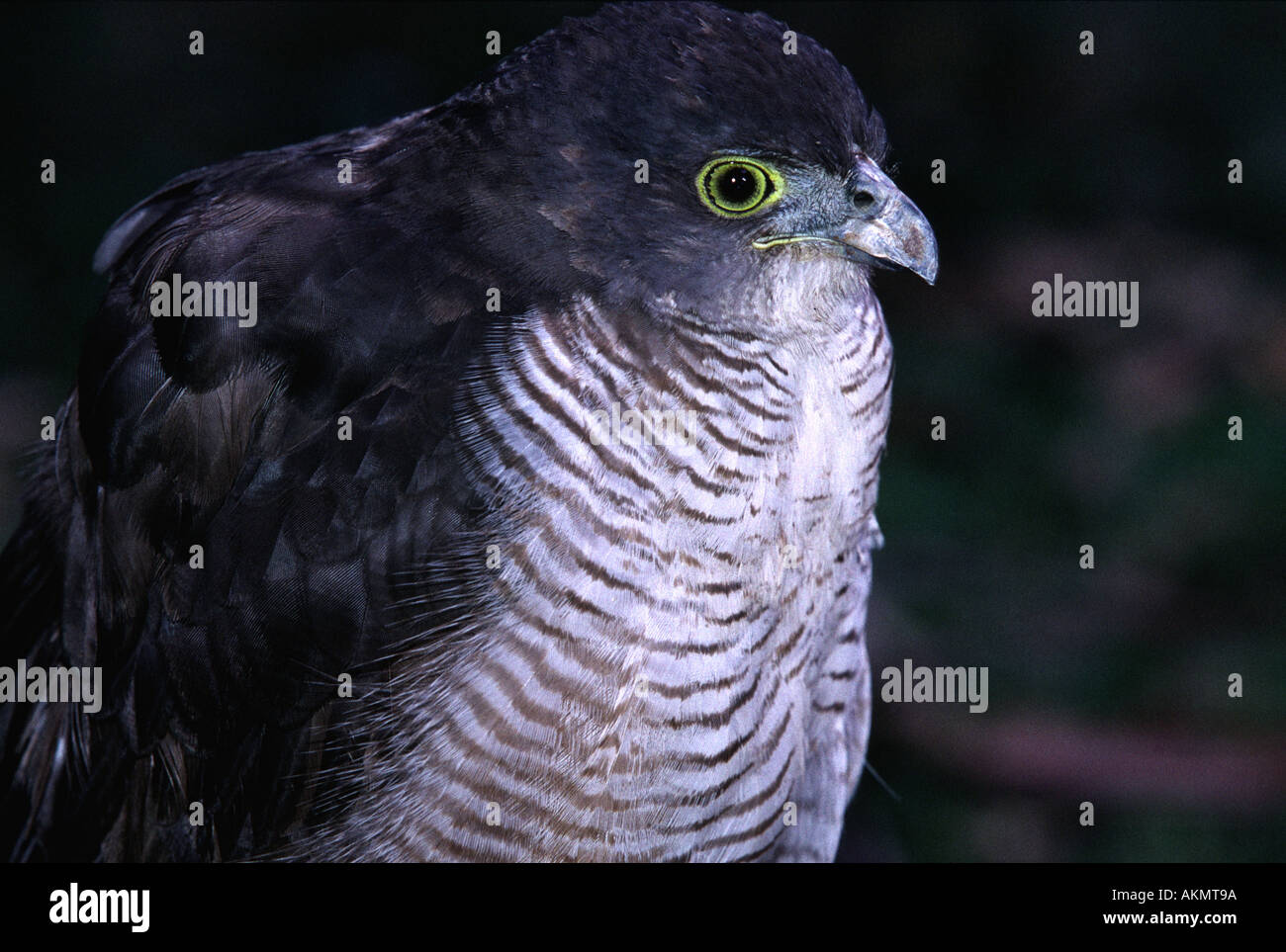 Accipiter tachiro hi-res stock photography and images - Alamy