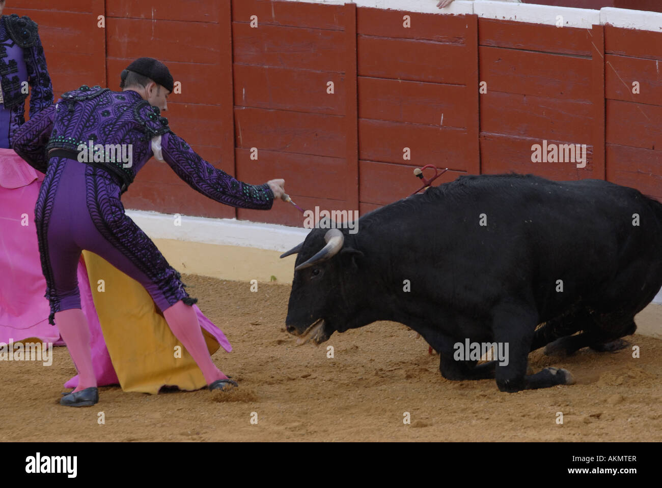 Bull fighter administering the final stab to the dying bull brain Stock ...