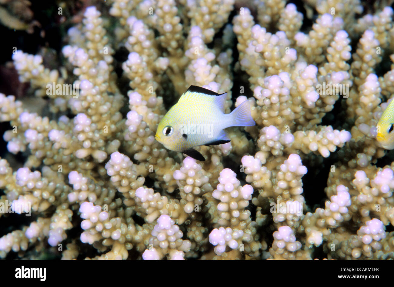 Damselfish in acropora hi-res stock photography and images - Alamy