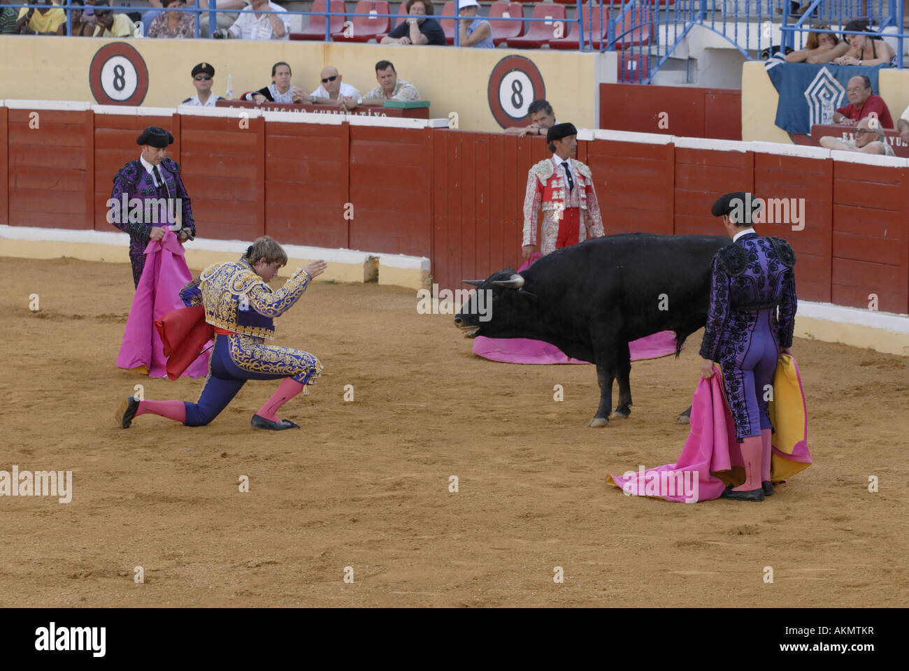 Injured bull hi-res stock photography and images - Alamy
